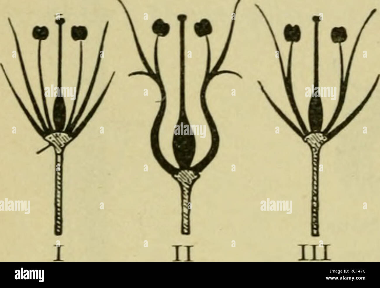 . Elements of botany. Plants. 150 ELEMENTS OF BOTANY. through the ...