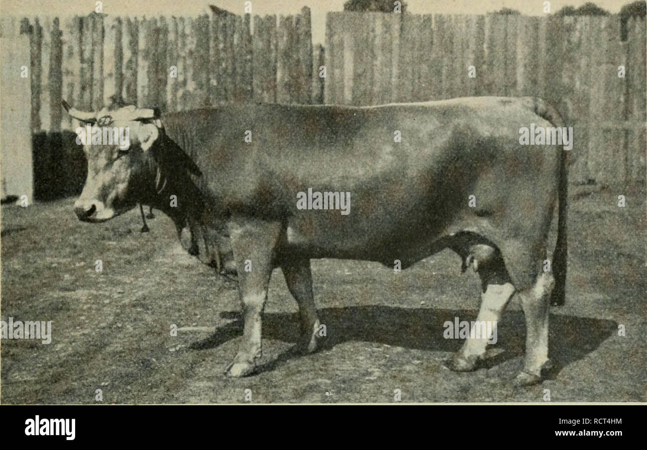 Stallhaltung hi-res stock photography and images - Alamy