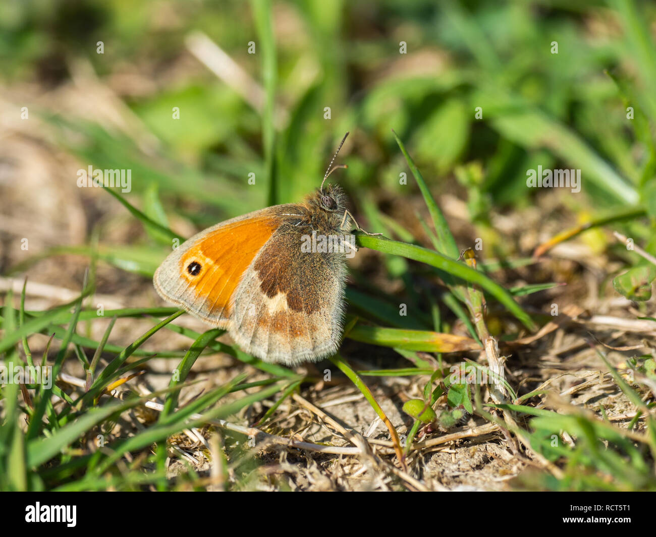 Small heath butterfly (Coenonympha pamphilus) perched on grass Stock ...