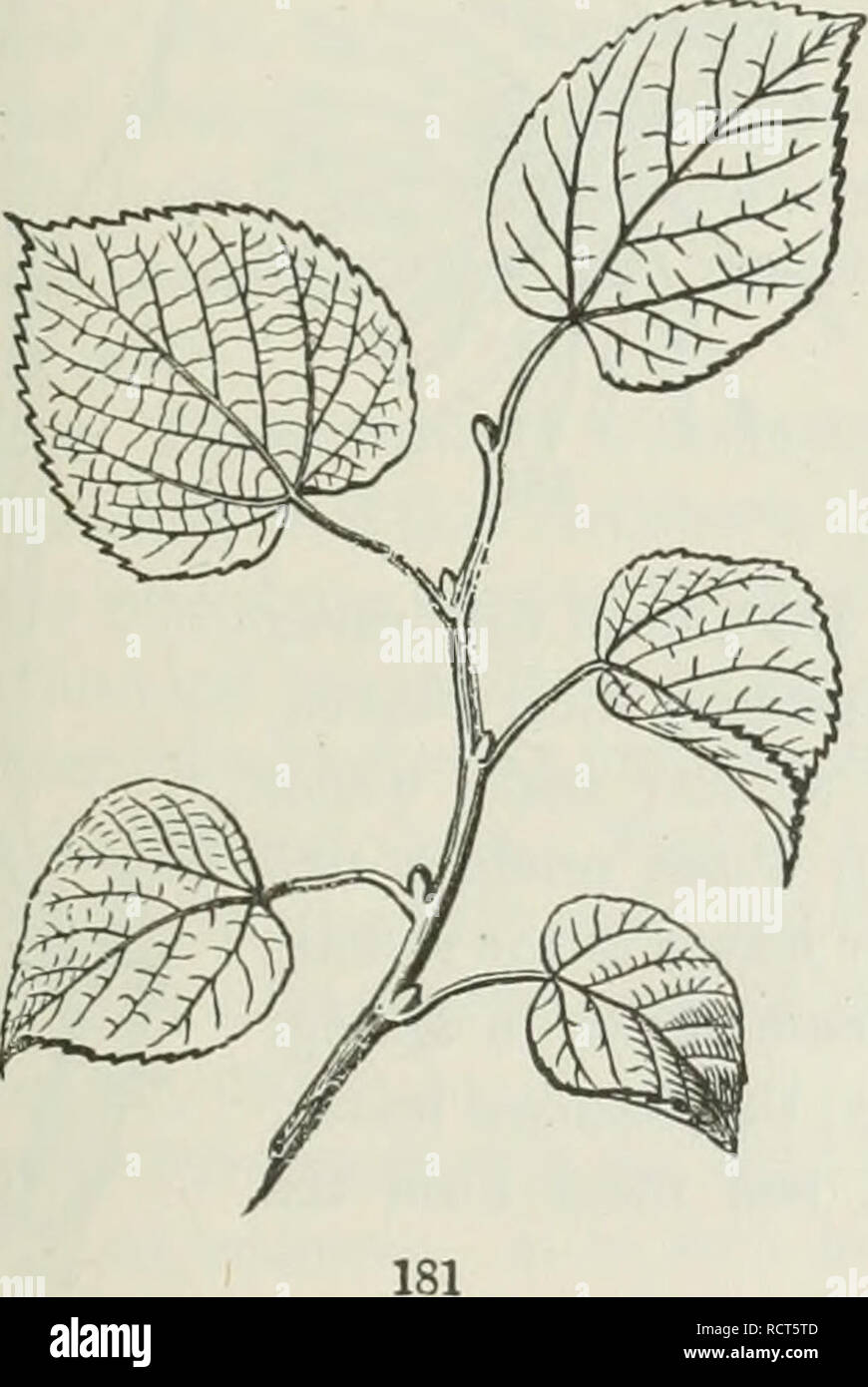 Sheathing membrane hi-res stock photography and images - Alamy