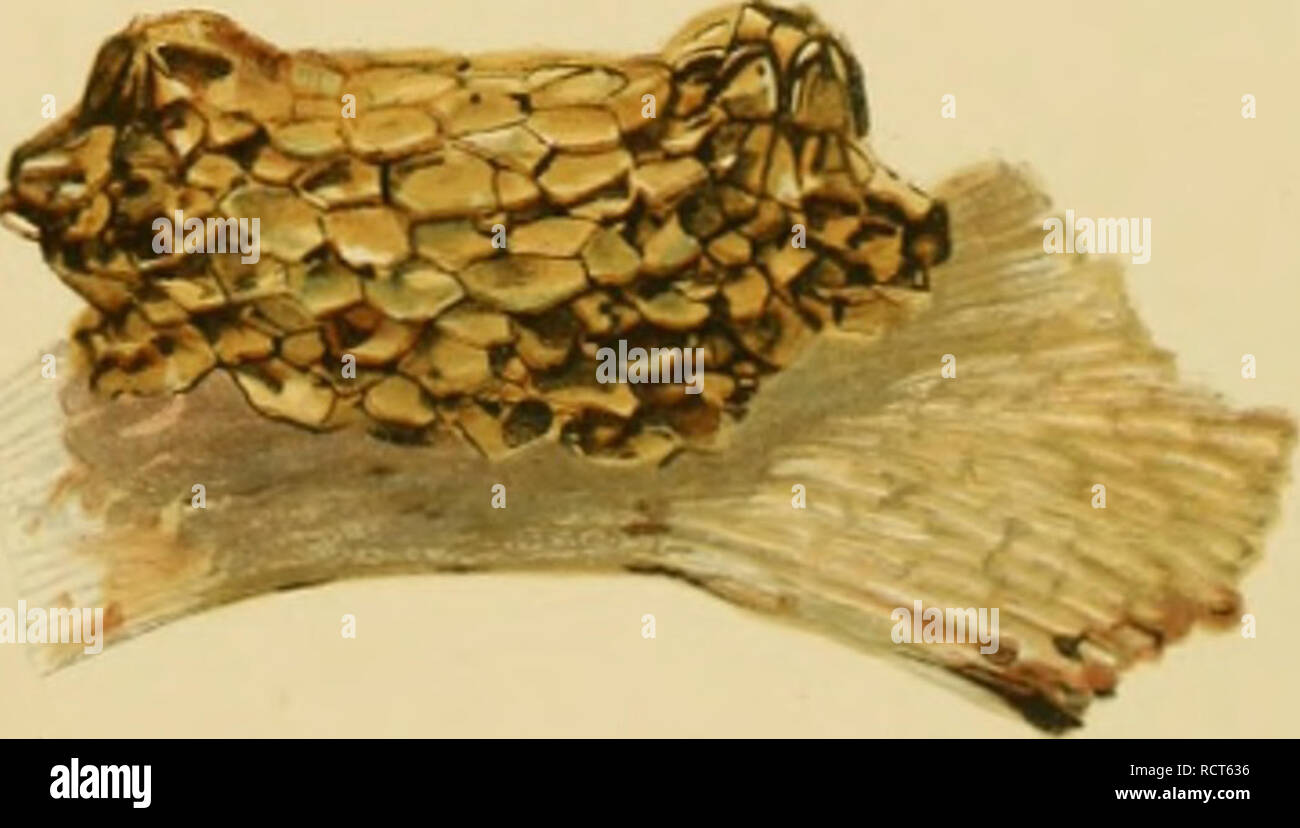 Corella eumyota hi-res stock photography and images - Alamy