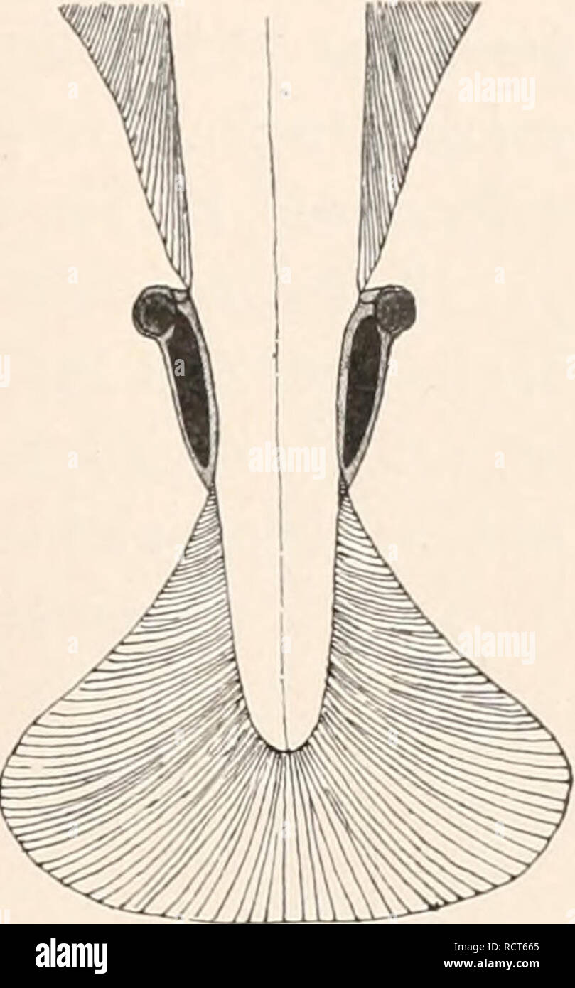 Sagitta sp hi-res stock photography and images - Alamy