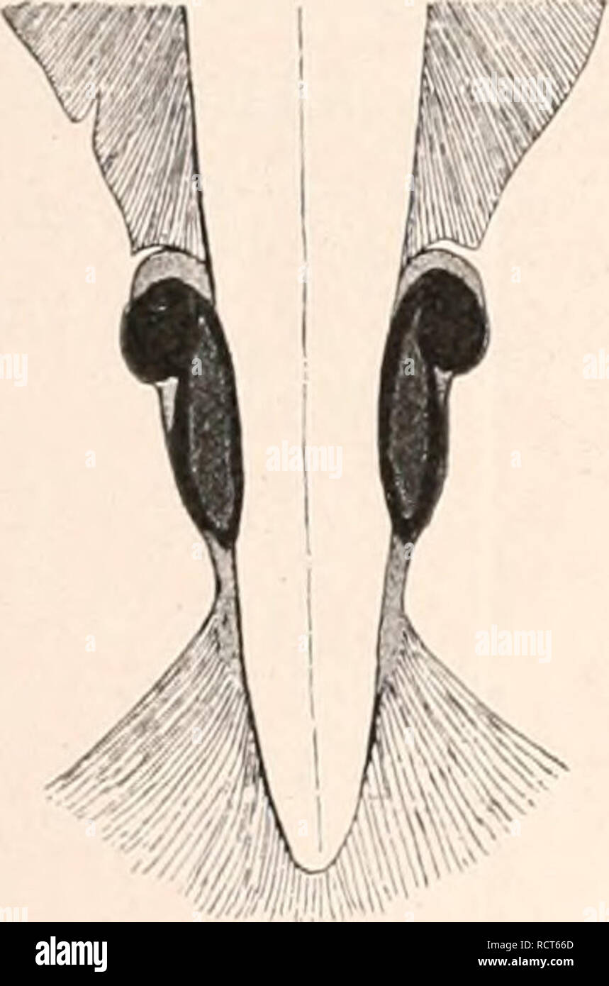 Z robusta hi-res stock photography and images - Alamy