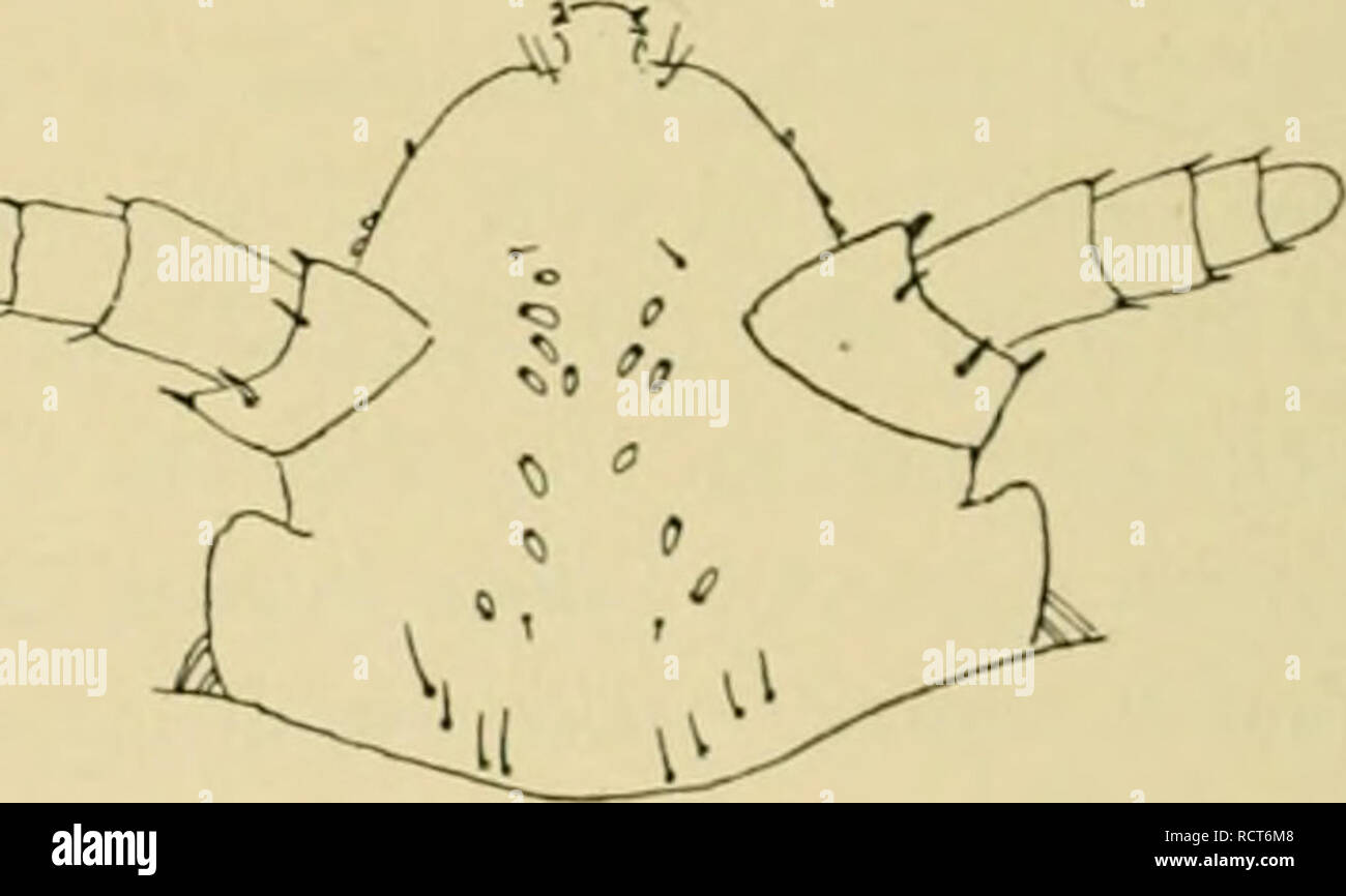 Antarctophthirus hi-res stock photography and images - Alamy