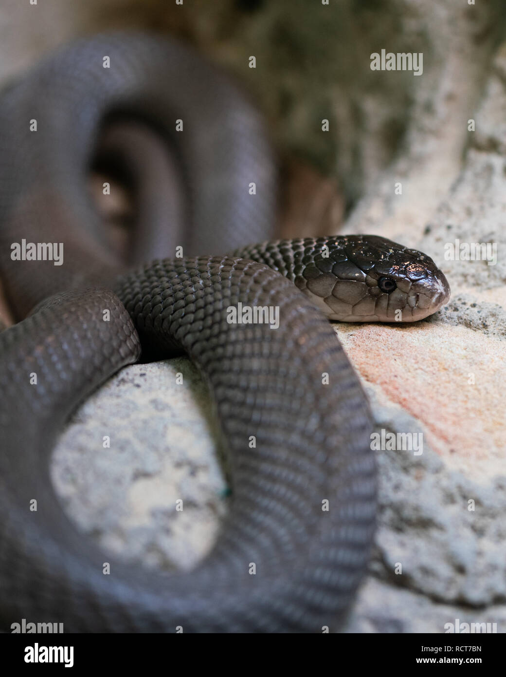 Inland taipan hi-res stock photography and images - Alamy