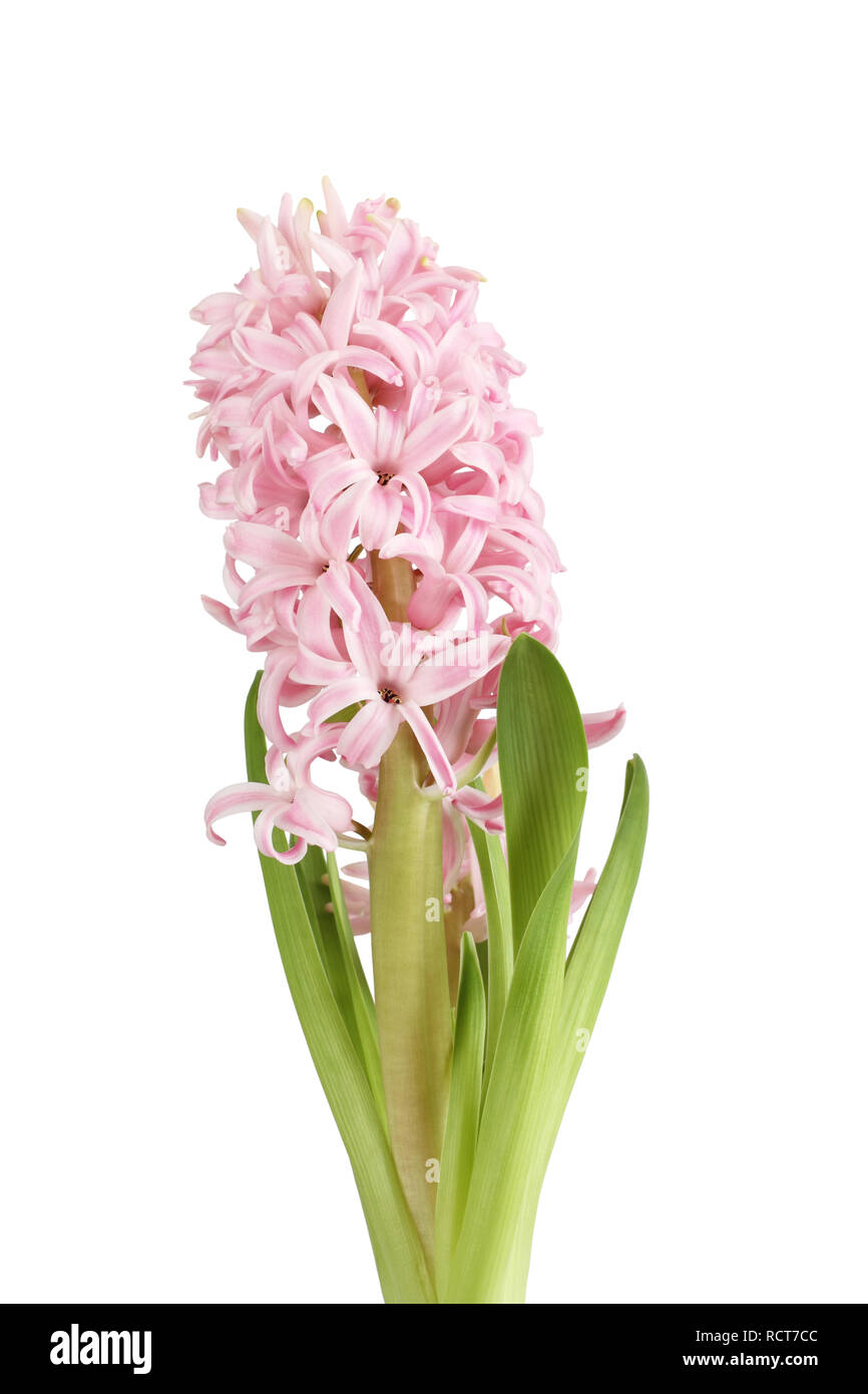 Light pink hyacinth flower isolated on white background Stock Photo - Alamy