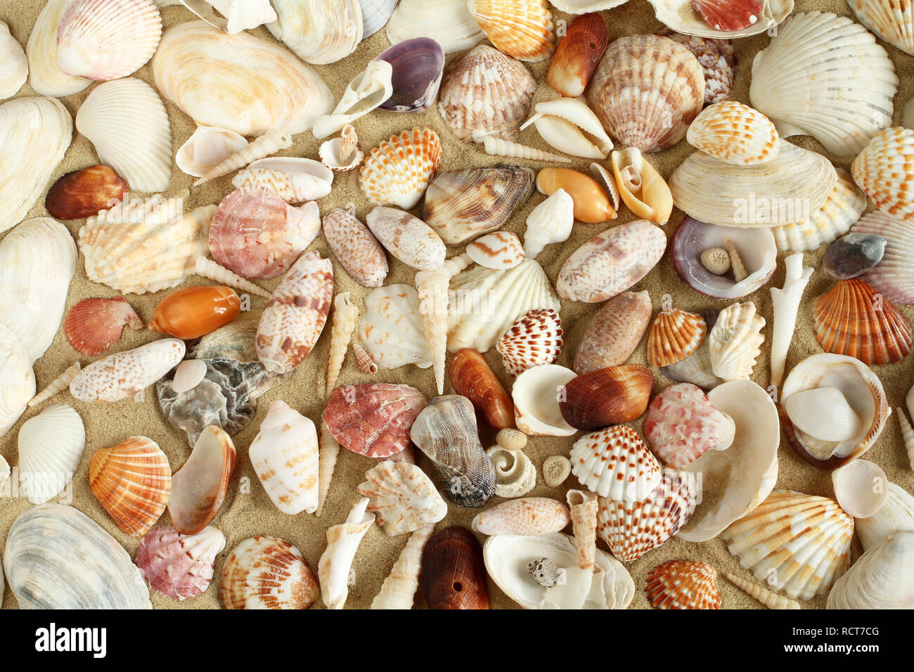 Seashell sand composition hi-res stock photography and images - Alamy