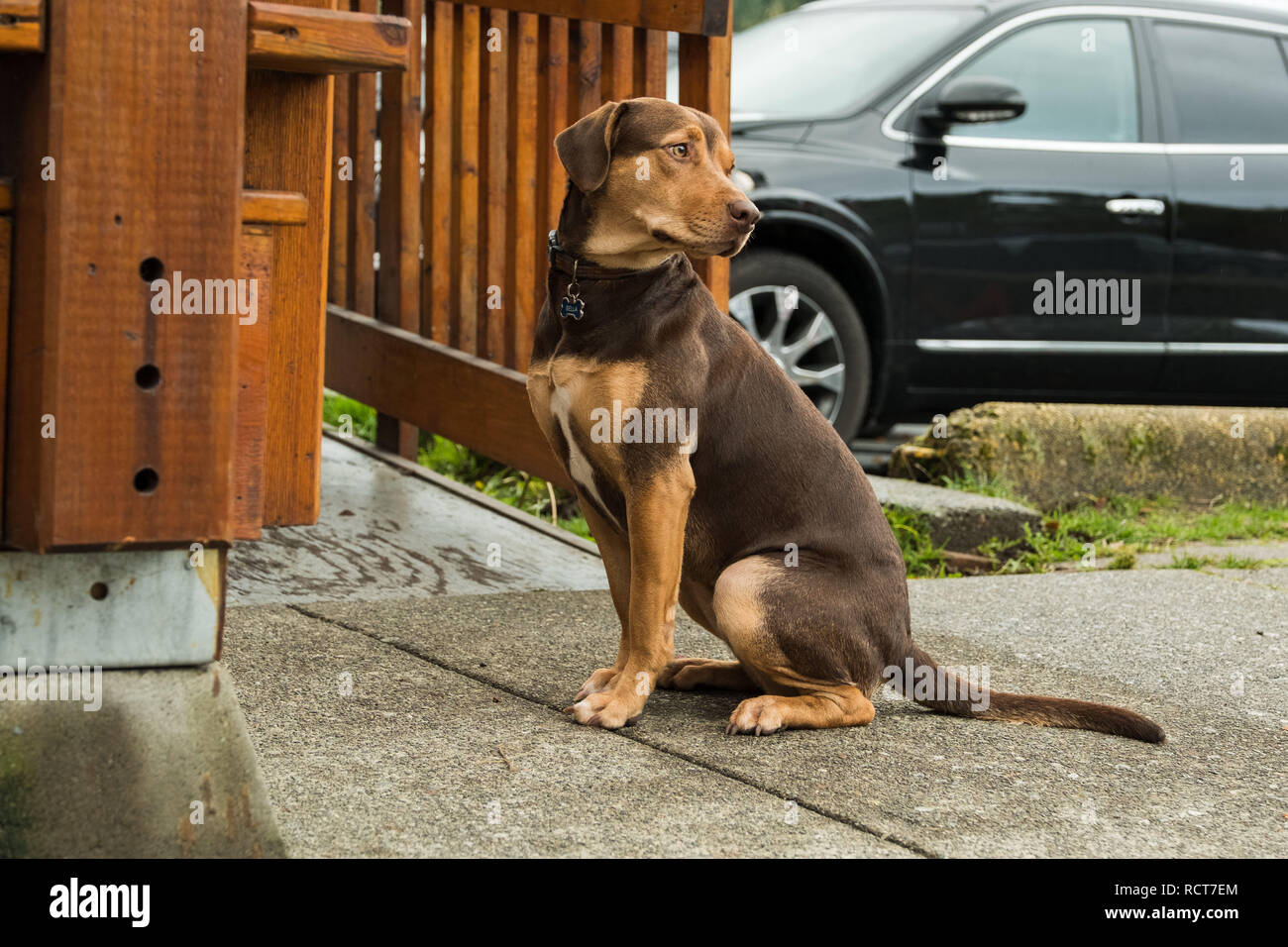 A DOG'S WAY HOME, Bella (portrayed by Shelby, voice by Bryce Dallas ...