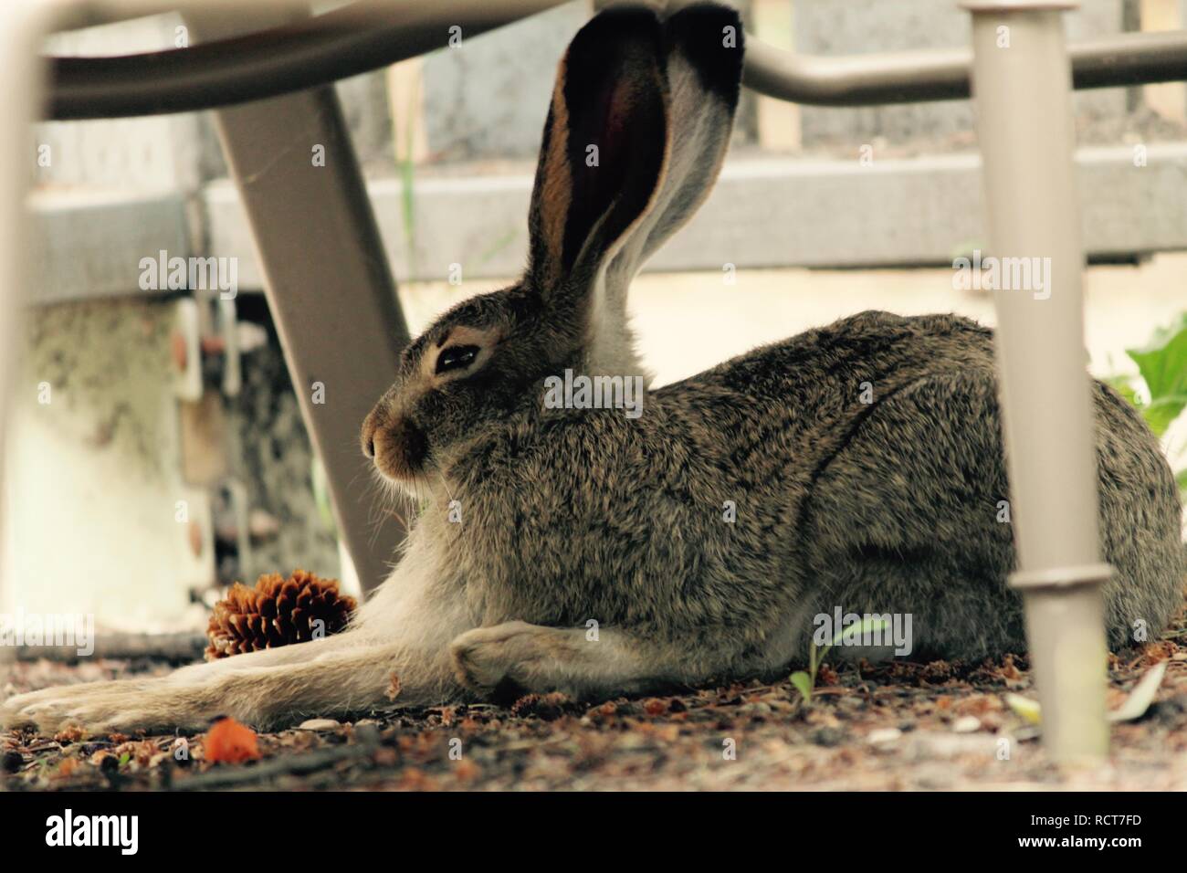 Happy hare hi-res stock photography and images - Alamy