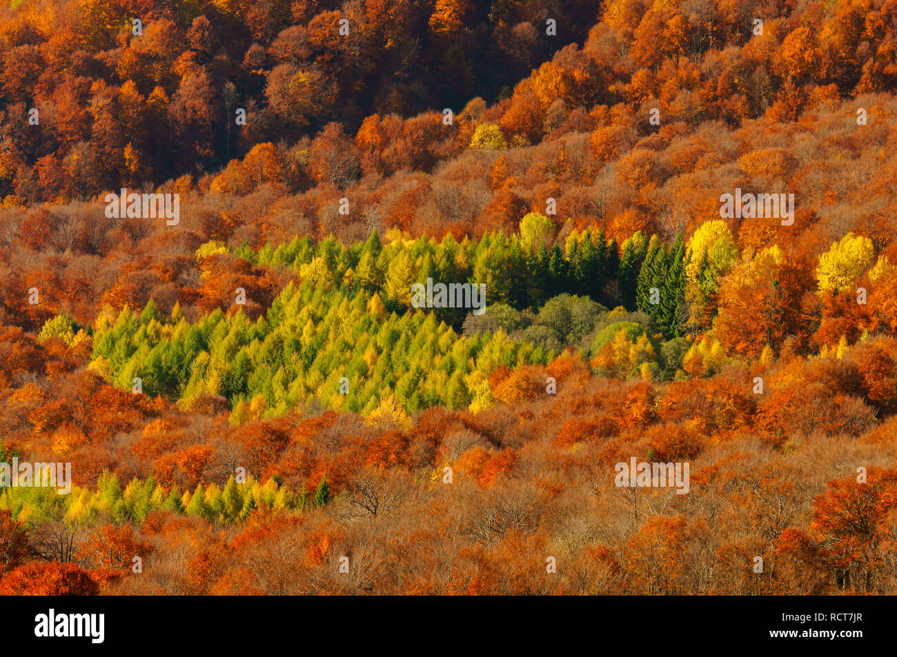 Amazing autumn colors in the Bieszczady Mountains. Poland Stock Photo ...