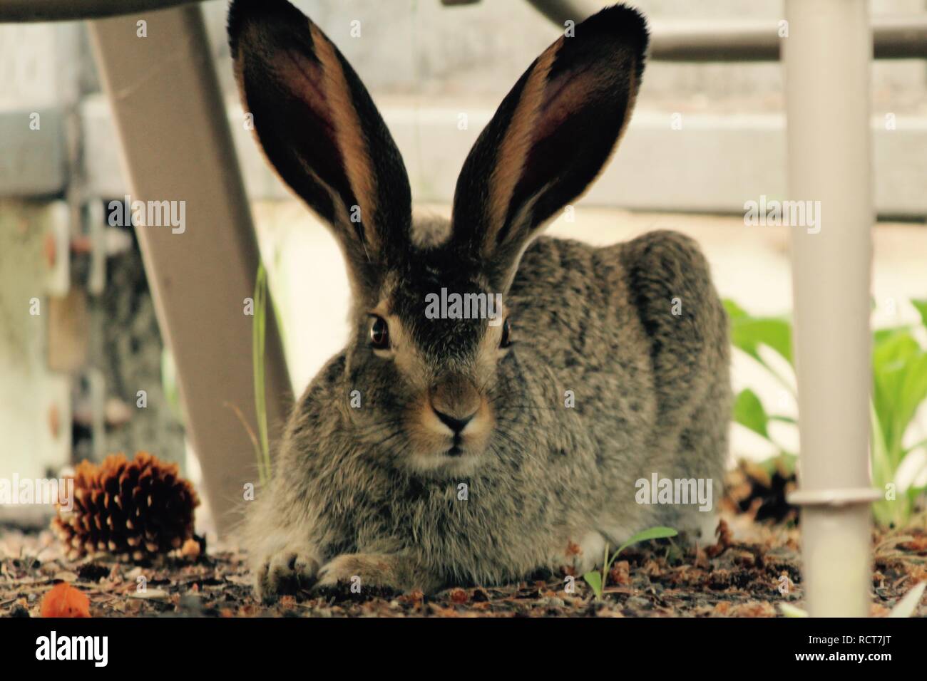 Giant jack rabbit hi-res stock photography and images - Alamy