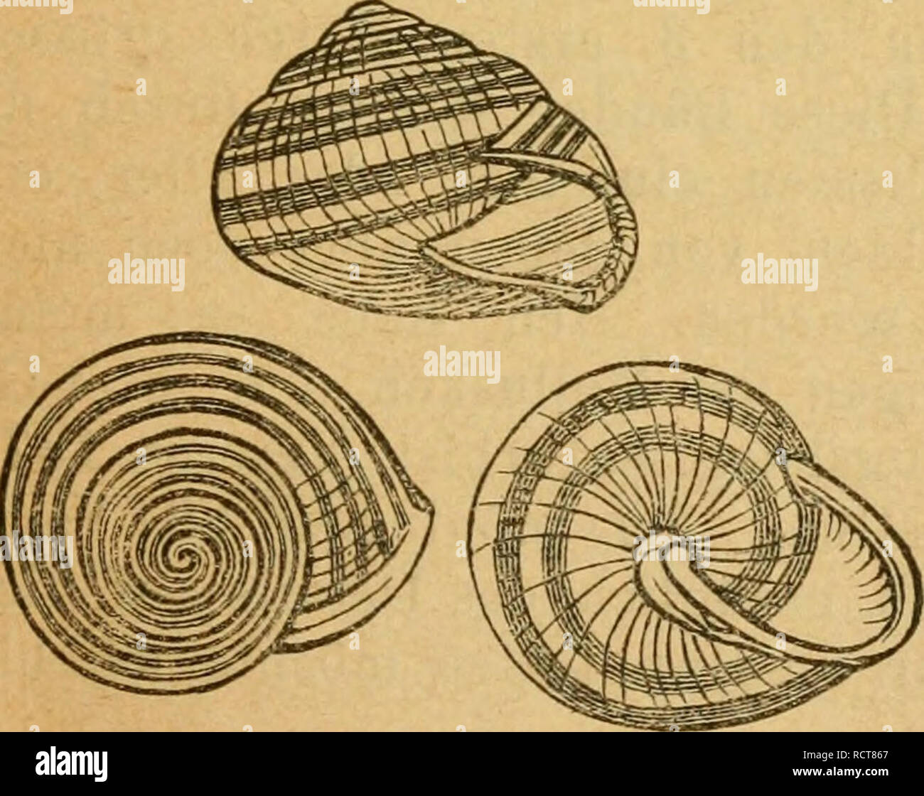 Helix mutabilis hi-res stock photography and images - Alamy