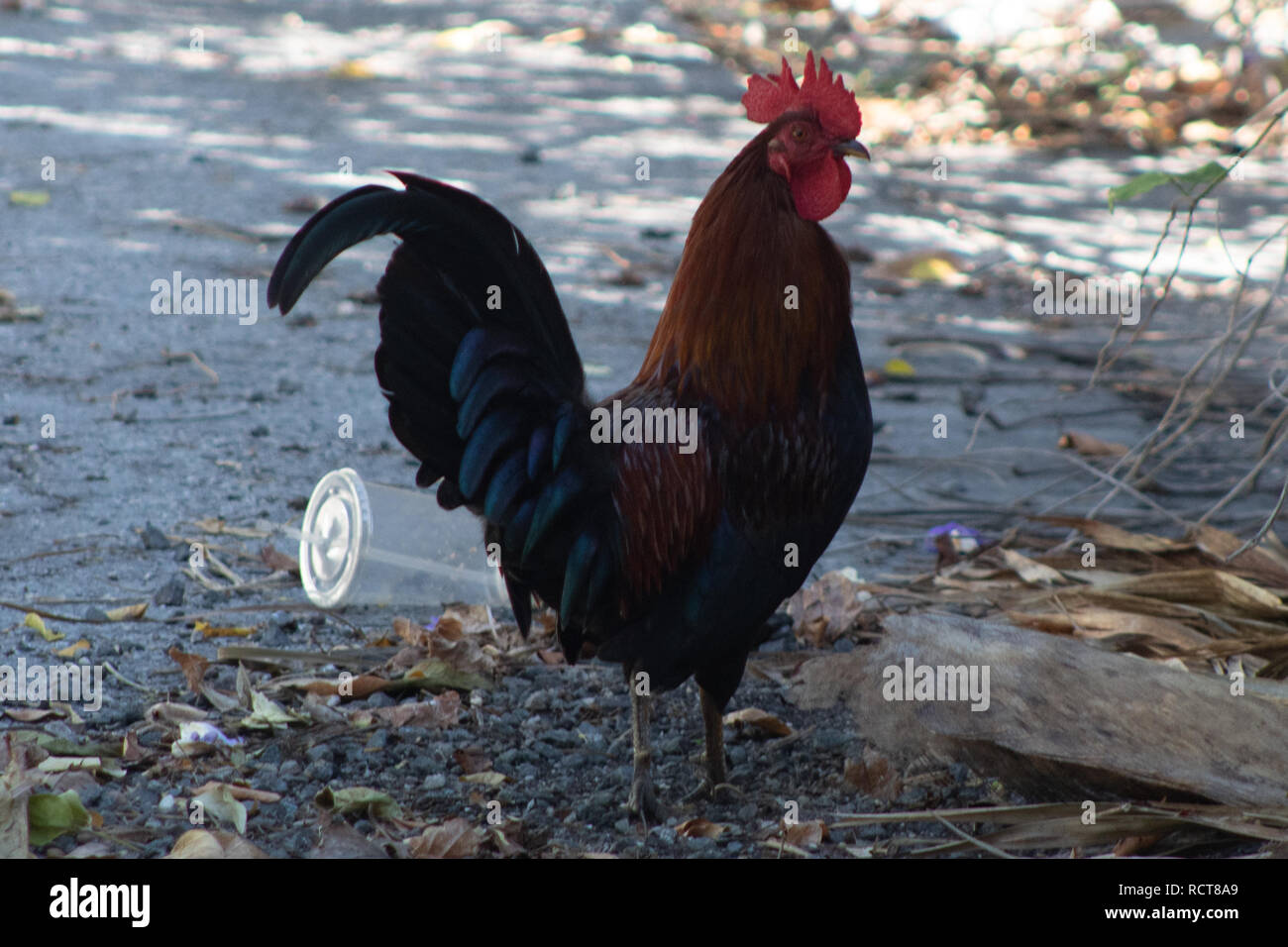 chicken on the street Stock Photo - Alamy