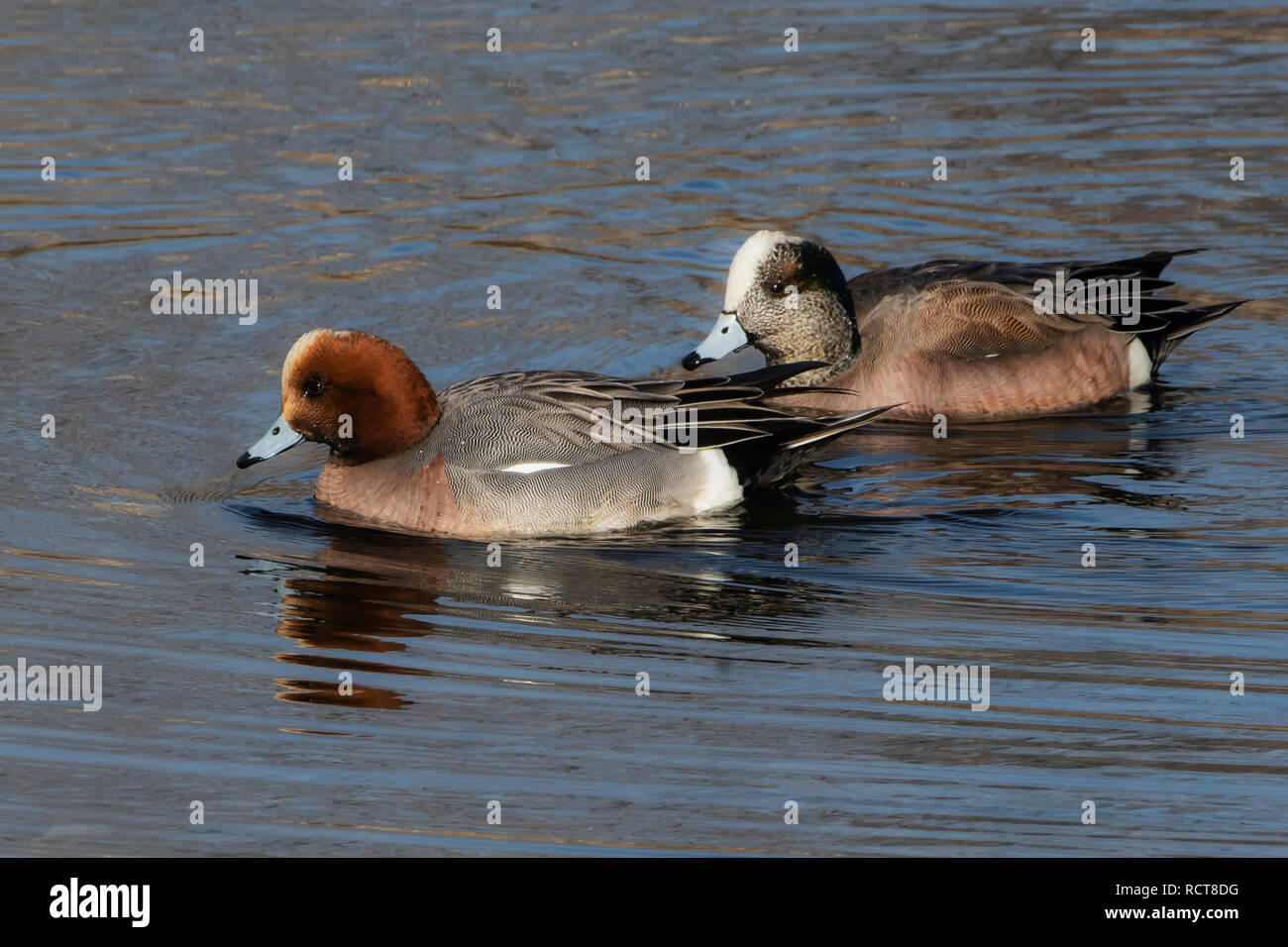 American widgeon ducks hi-res stock photography and images - Alamy