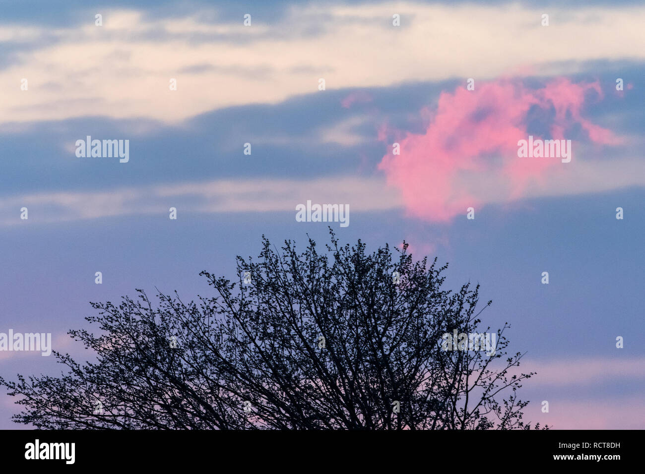 Early spring dawn colors with tree and pink cloud Stock Photo - Alamy