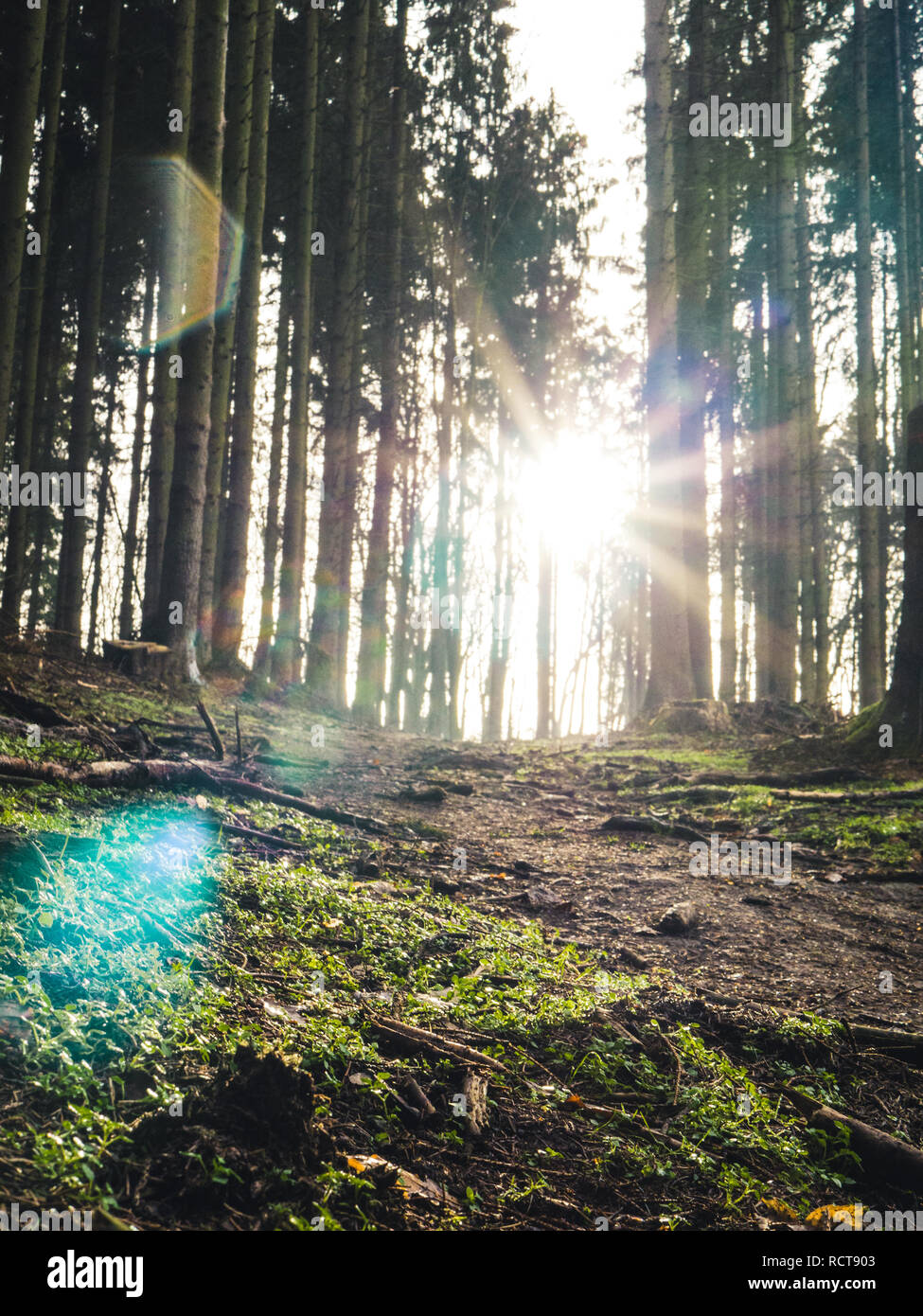 Hiking trail in the woods, with sunlight shining through the trees ...