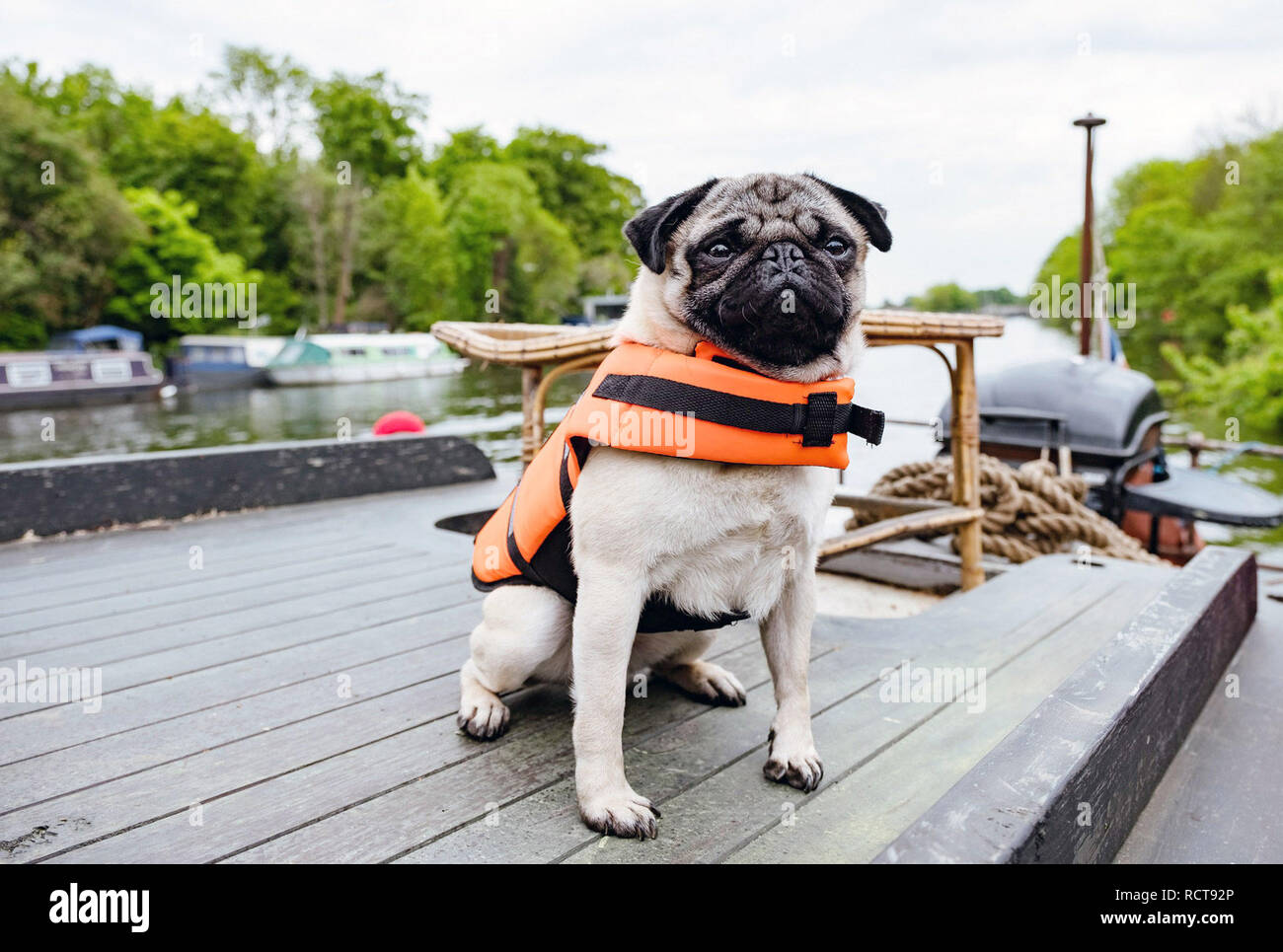 PATRICK, Patrick the pug, 2018. ph: Nick Wall / © Walt Disney Studios ...