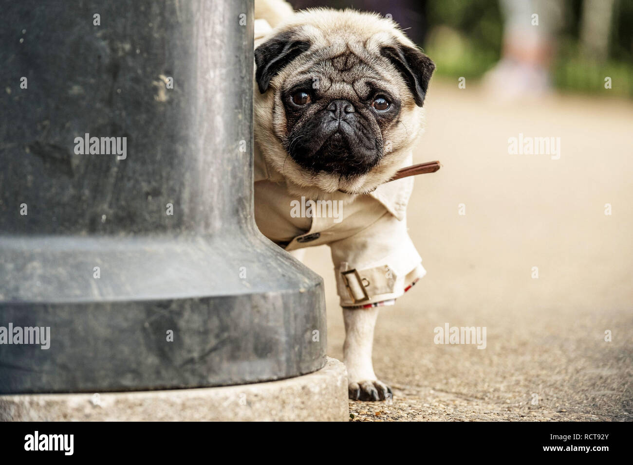 PATRICK, Patrick the pug, 2018. ph: Nick Wall / © Walt Disney Studios ...