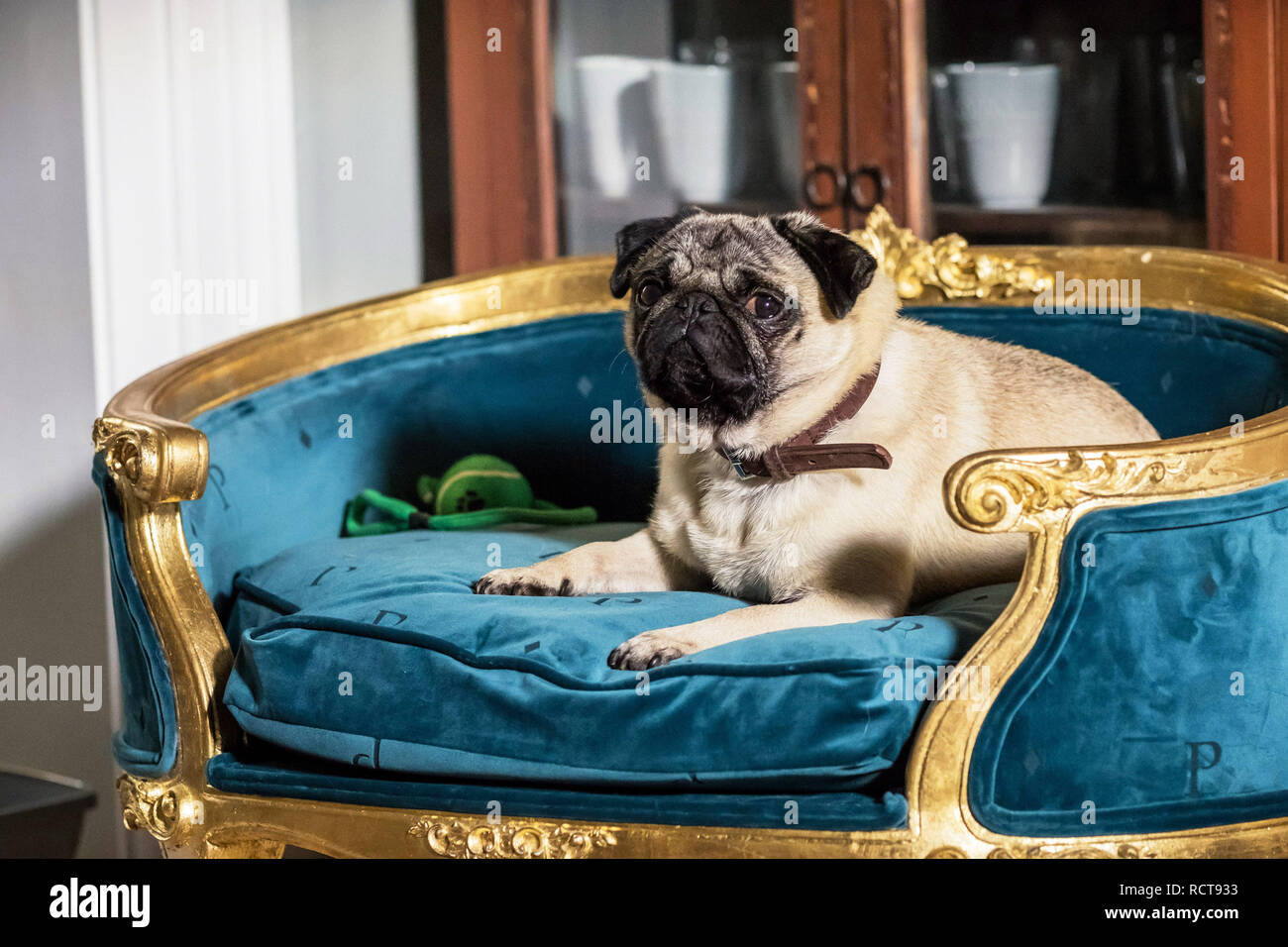 PATRICK, Patrick the pug, 2018. ph: Nick Wall / © Walt Disney Studios ...
