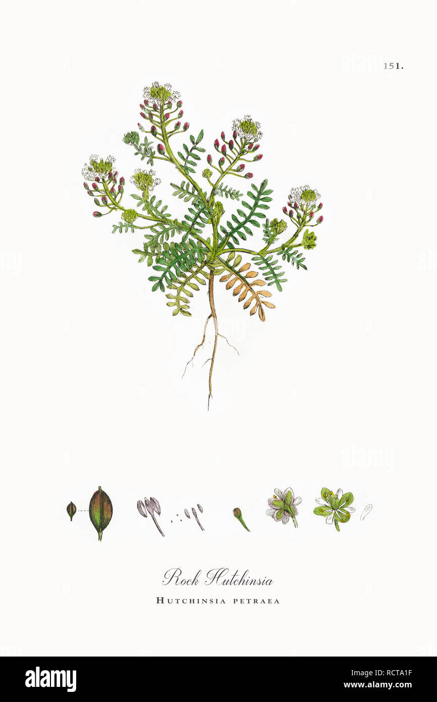 Antique Hand-Colored Victorian Botanical Illustration, Circa 1863 Stock ...