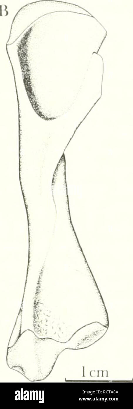 Intercondylar hi-res stock photography and images - Alamy