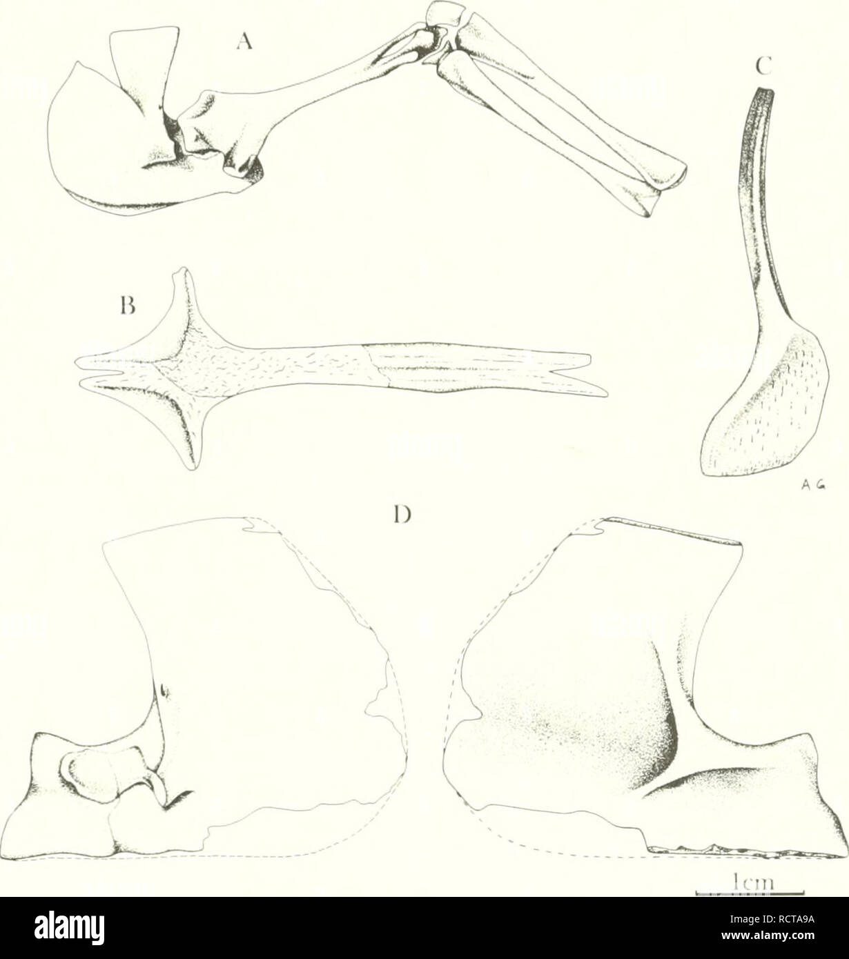 . A diapsid reptile from the Pennsylvanian of Kansas. Reptiles, Fossil ...