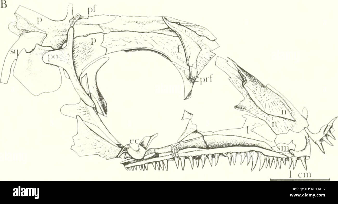 Diapsid reptile skull hi-res stock photography and images - Alamy