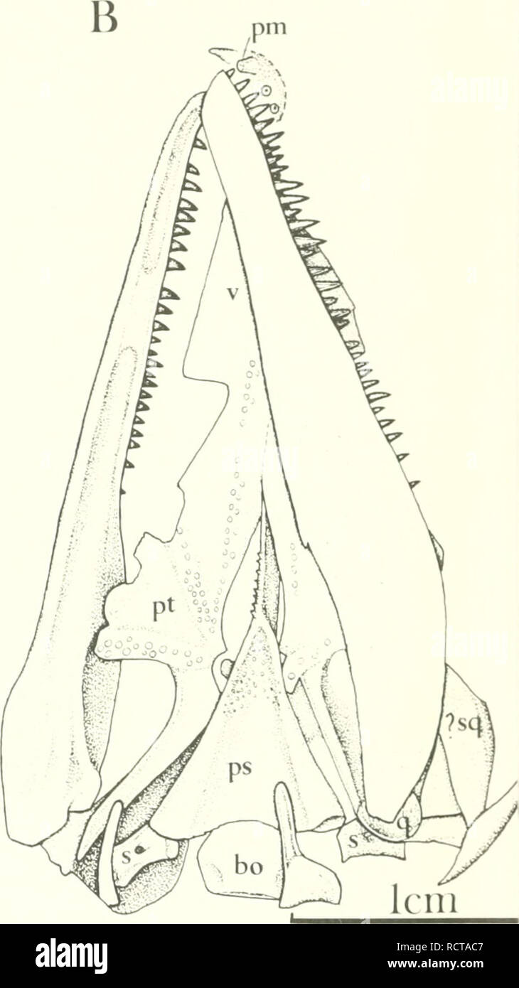 . A diapsid reptile from the Pennsylvanian of Kansas. Reptiles, Fossil ...