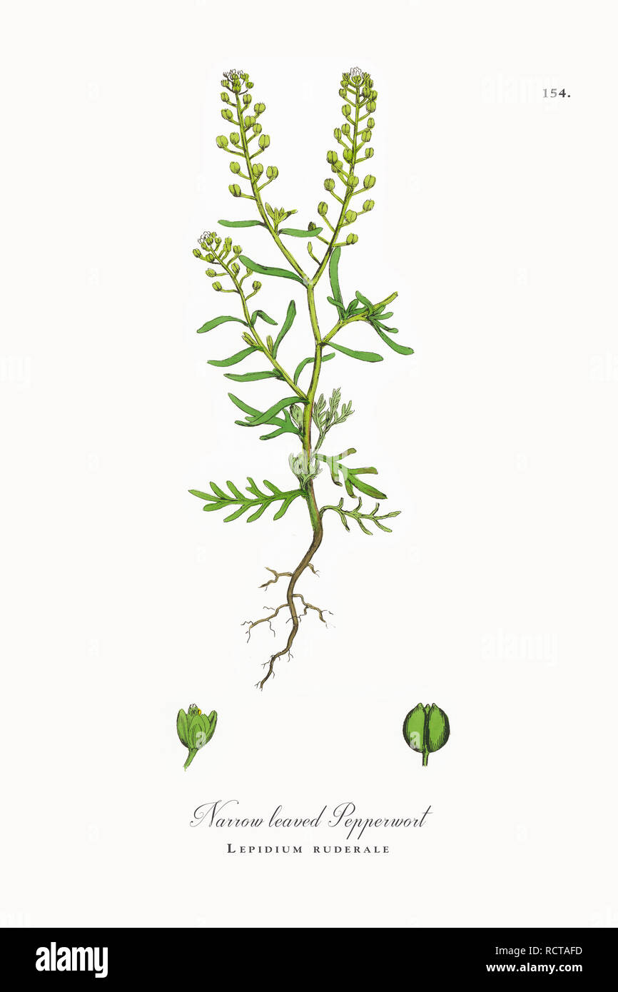 Antique Hand-Colored Victorian Botanical Illustration, Circa 1863 Stock ...