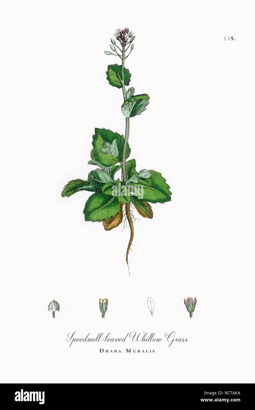 Antique Hand-Colored Victorian Botanical Illustration, Circa 1863 Stock ...