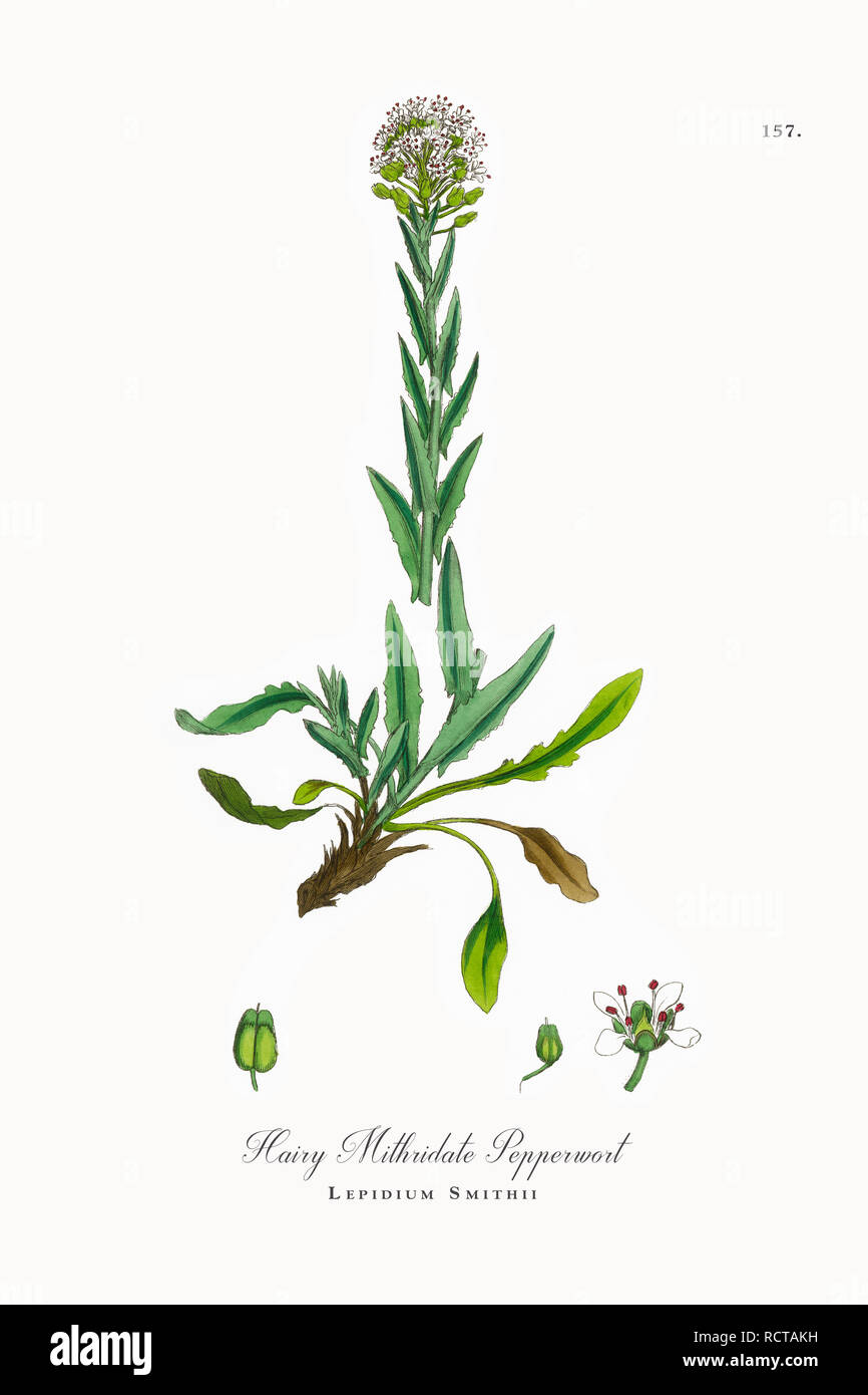 Antique Hand-Colored Victorian Botanical Illustration, Circa 1863 Stock ...