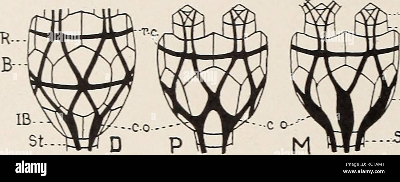 . The Devonian crinoids of the State of New York. Crinoidea, Fossil ...