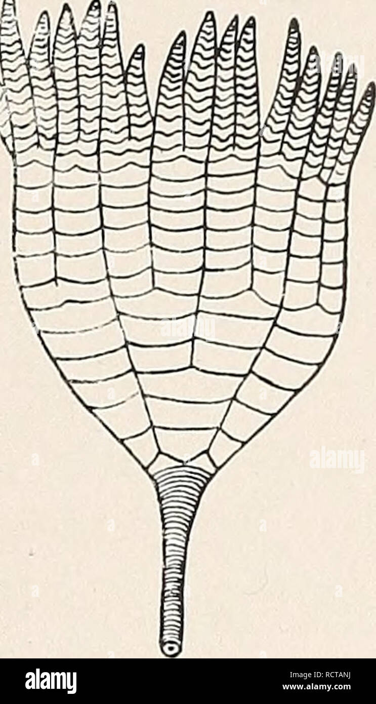 . The Devonian crinoids of the State of New York. Crinoidea, Fossil ...