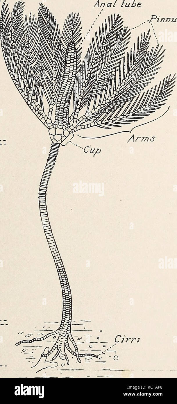 Crinoid Fossil Drawing