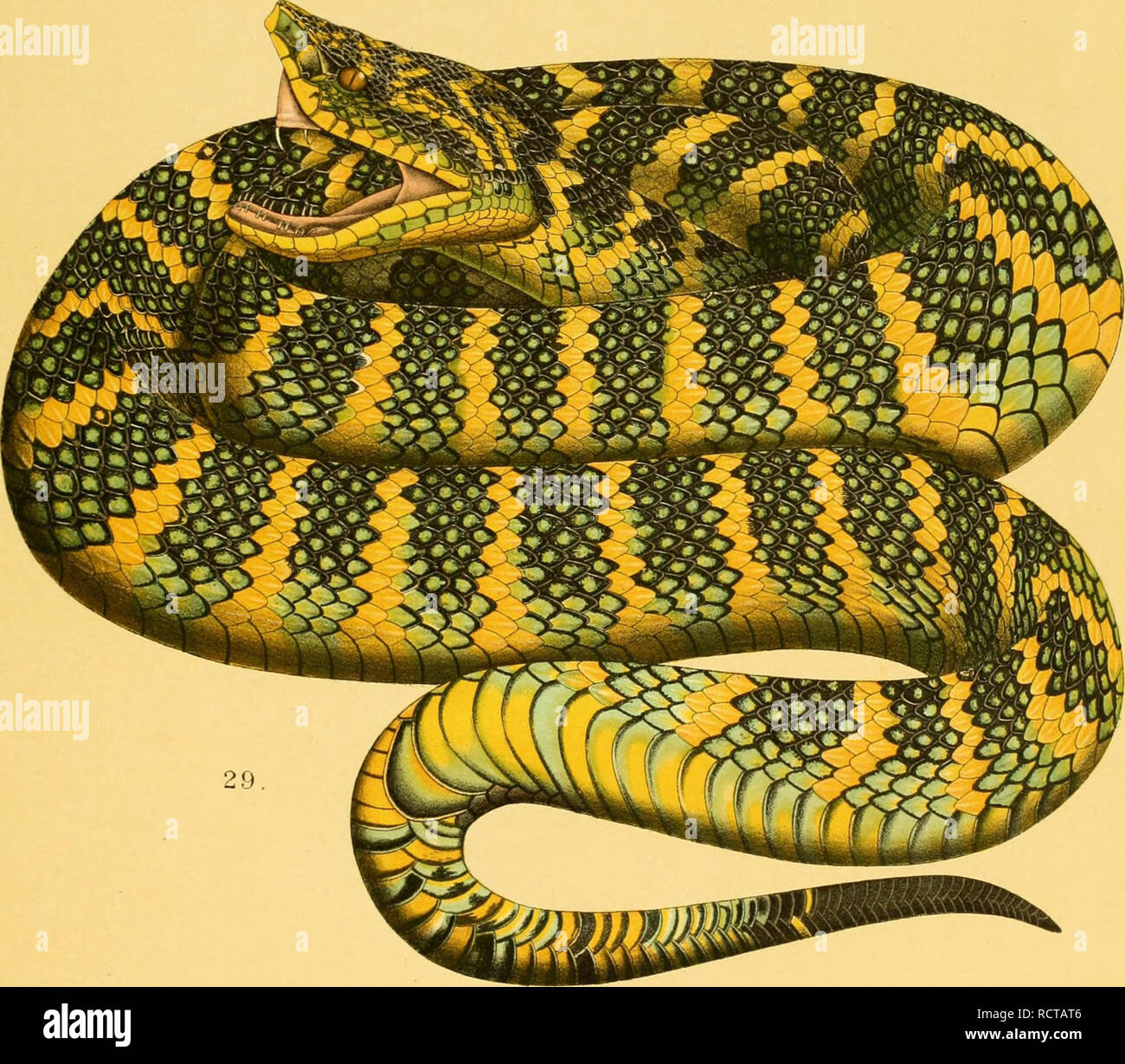 Lachesis wagleri hi-res stock photography and images - Alamy