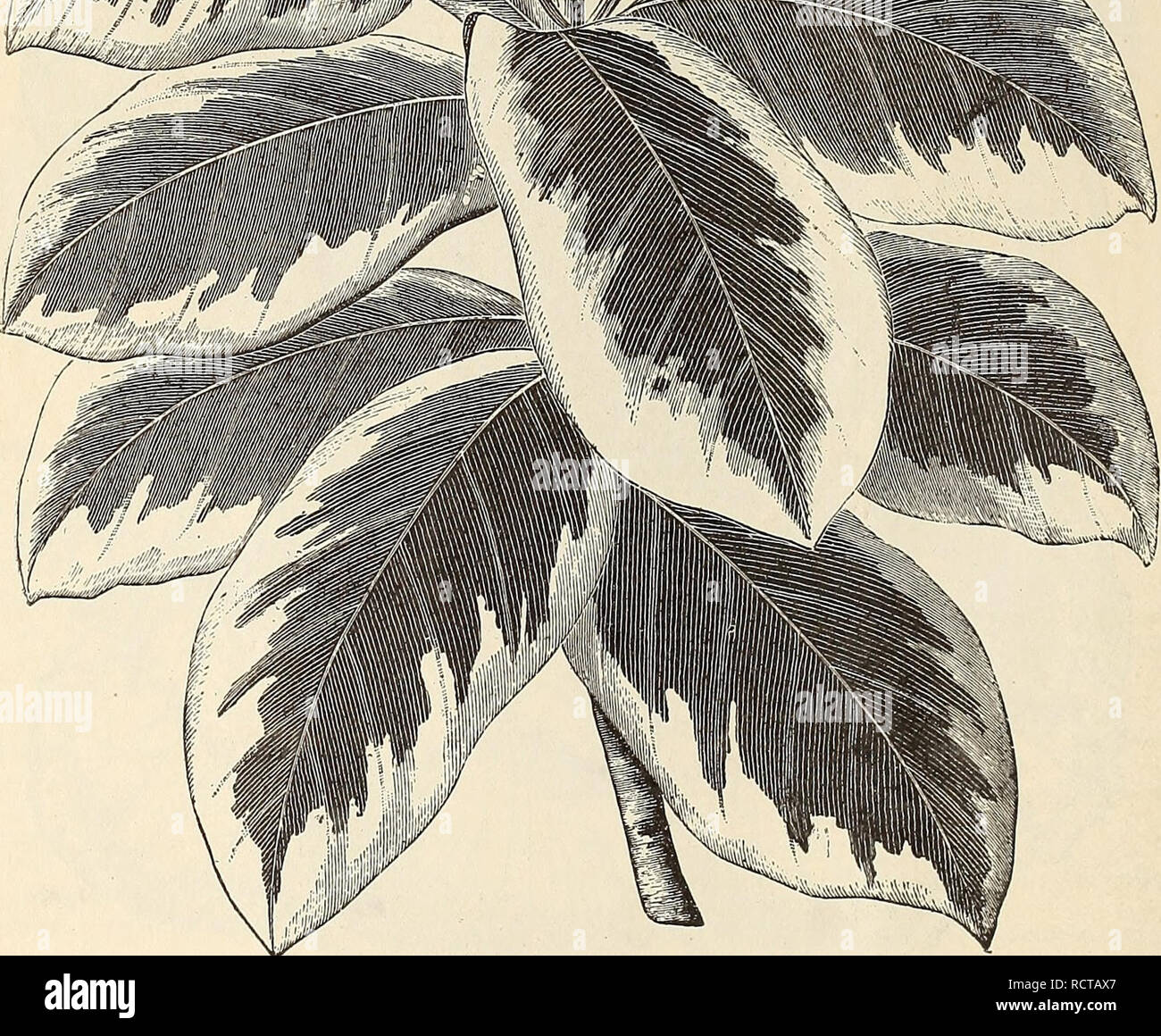 . Descriptive supplemental catalogue of new, rare and beautiful plants ...