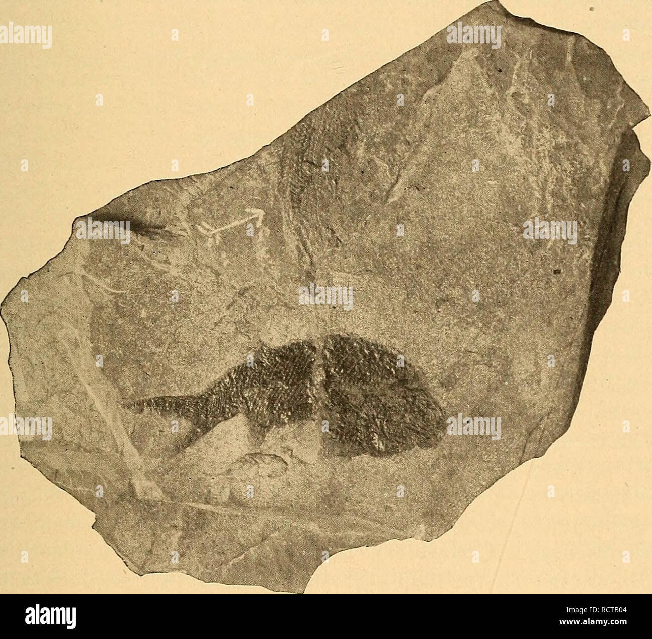 . Devonian fishes of Iowa. Fishes, Fossil; Paleontology; Paleontology ...