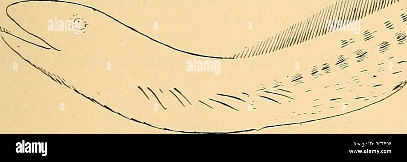 . Devonian fishes of Iowa. Fishes, Fossil; Paleontology; Paleontology ...