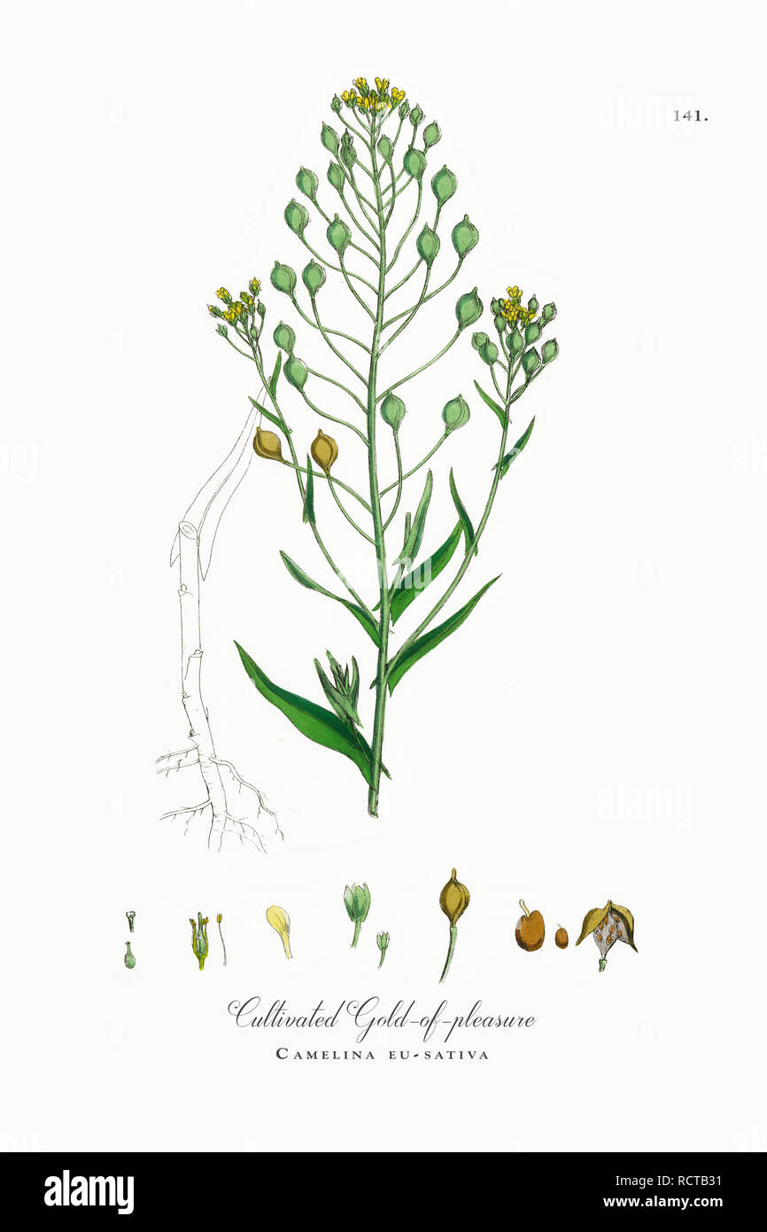 Antique Hand-Colored Victorian Botanical Illustration, Circa 1863 Stock ...