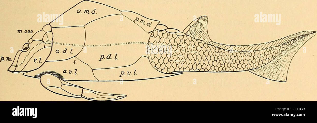 . Devonian fishes of Iowa. Fishes, Fossil; Paleontology; Paleontology ...
