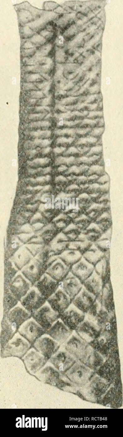 Cormophyta hi-res stock photography and images - Alamy