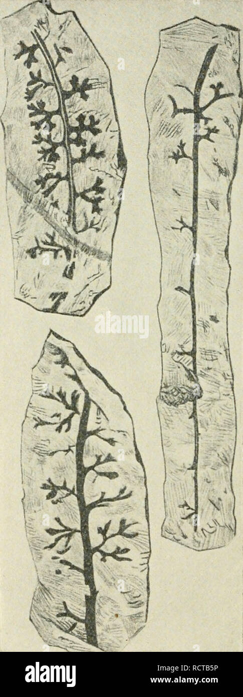 . Devonian floras; a study of the origin of Cormophyta. Paleobotany ...