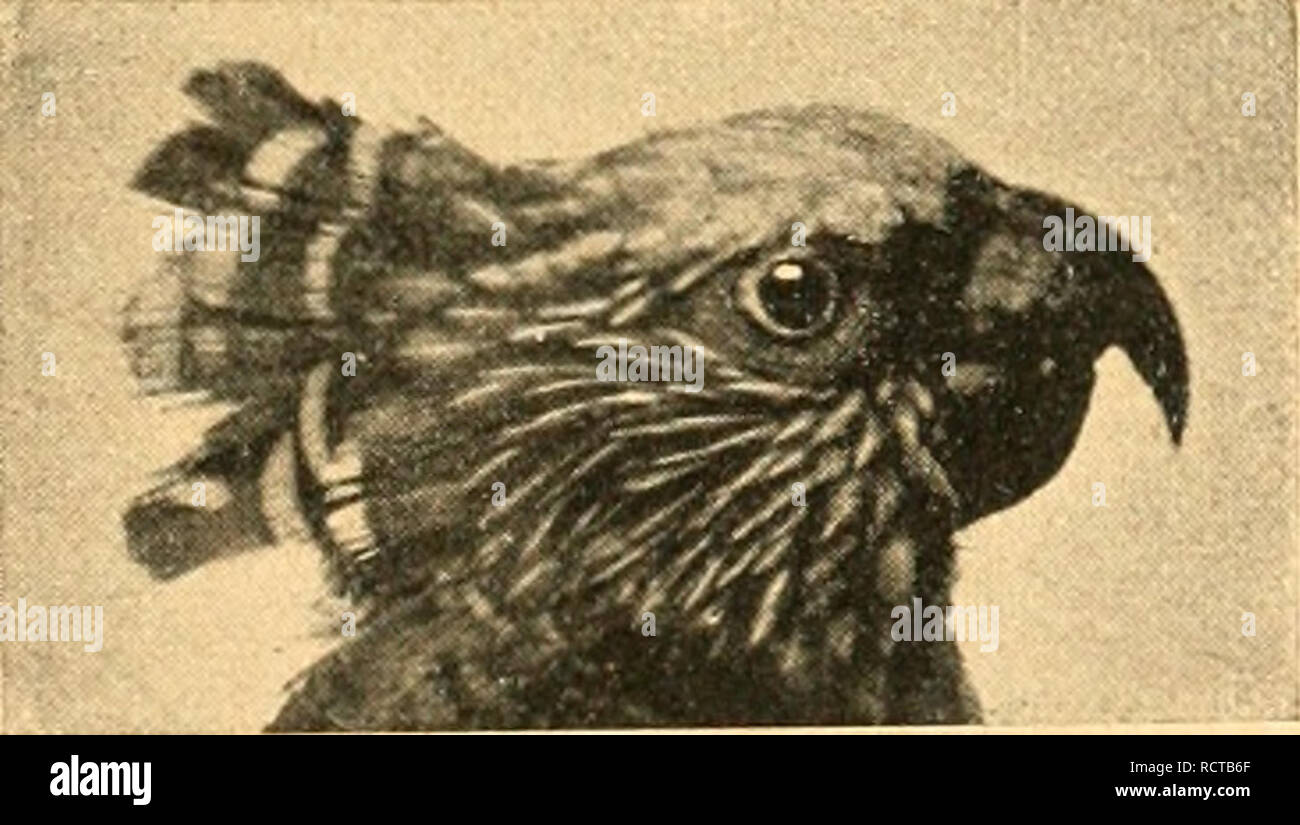 Pileum hi-res stock photography and images - Alamy