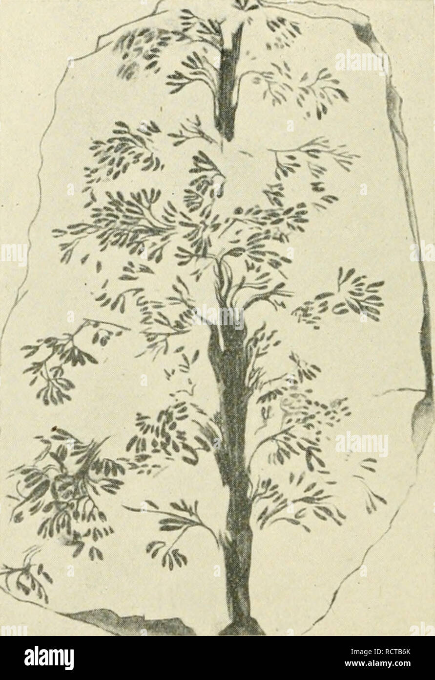 . Devonian floras; a study of the origin of Cormophyta. Paleobotany ...