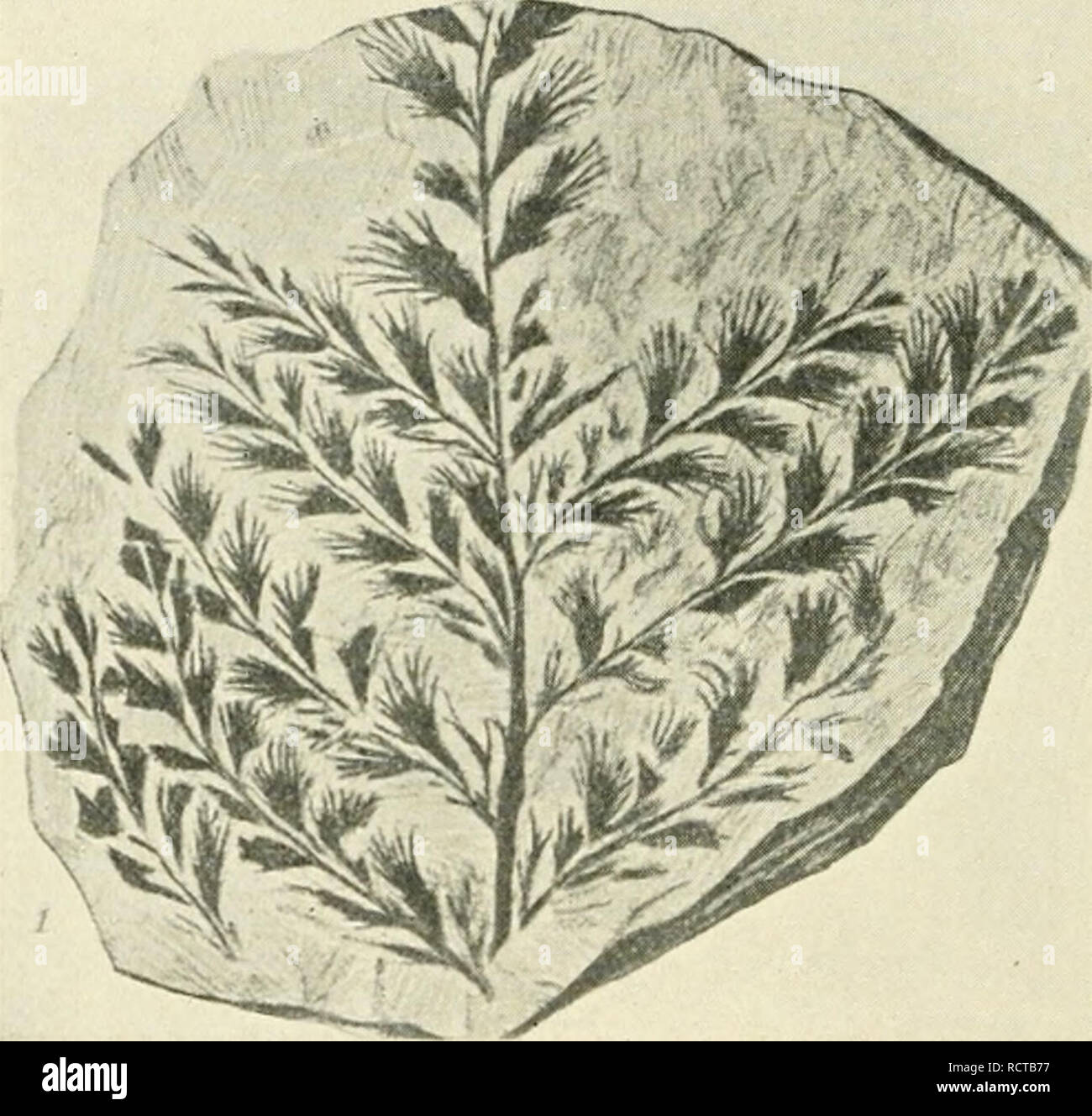 Archaeopteris hi-res stock photography and images - Alamy