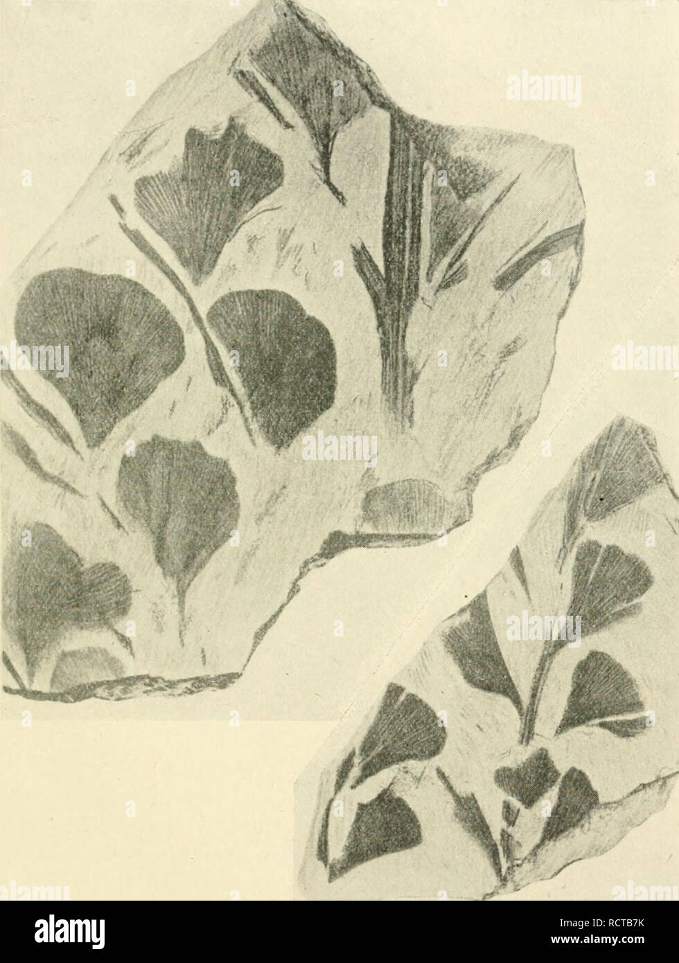 Archaeopteris hi-res stock photography and images - Alamy