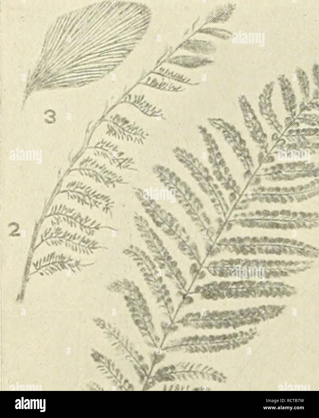 Archaeopteris hi-res stock photography and images - Alamy