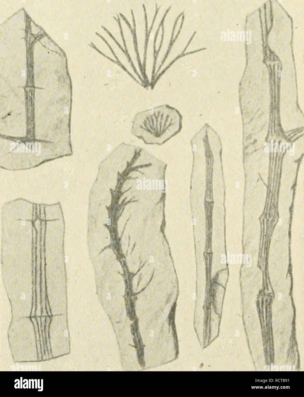 Archaeopteris hi-res stock photography and images - Alamy