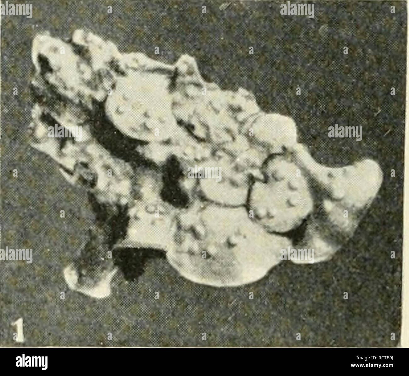 Psilophyton hi-res stock photography and images - Alamy