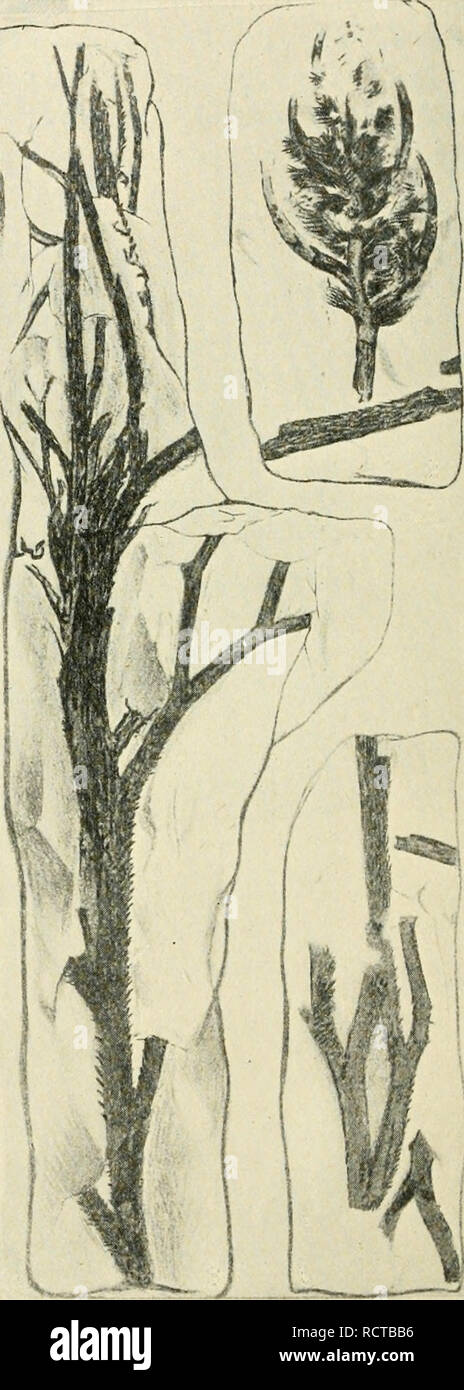 . Devonian floras; a study of the origin of Cormophyta. Paleobotany ...